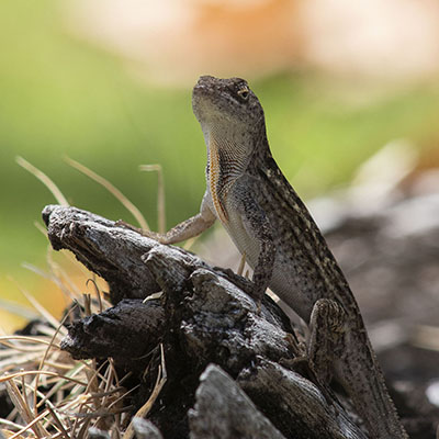 Tommy DeNardo | Art + Design